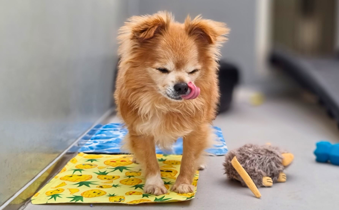 Pets and hot weather | Derby & District RSPCA