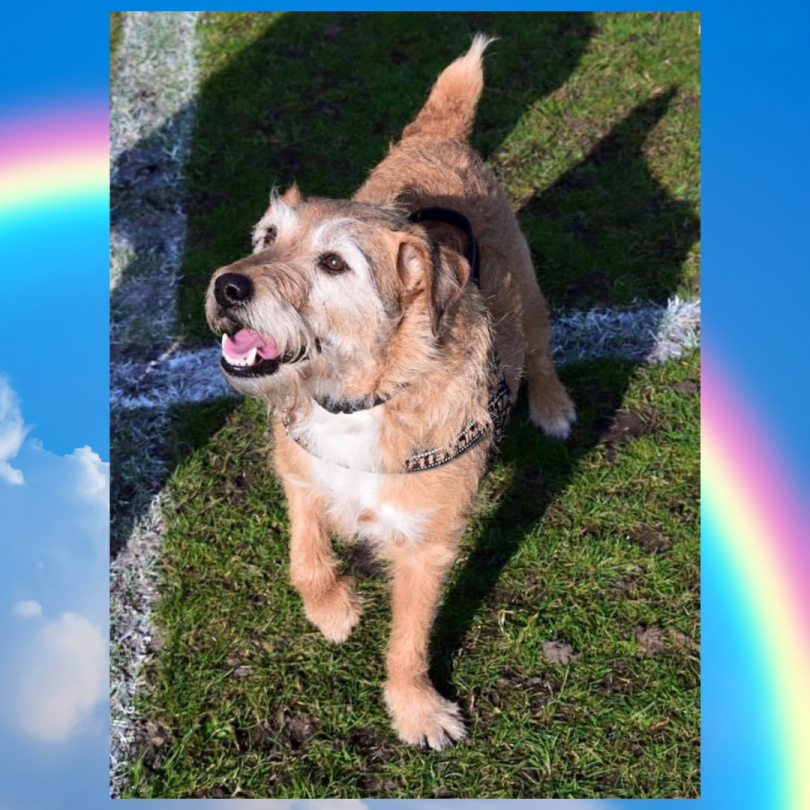 Rainbow Bridge | Derby & District RSPCA